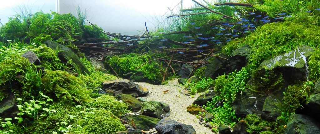 Waterplanten en stroming – Aqua ferrytale