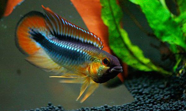Dwergcichliden Zuid Amerika – Aqua ferrytale