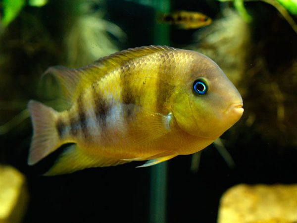Cichliden (Zuid) Amerika – Aqua ferrytale