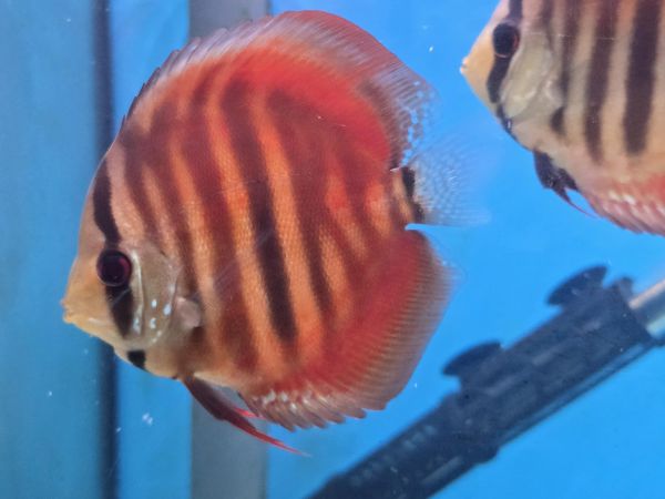 Discusvissen – Aqua ferrytale