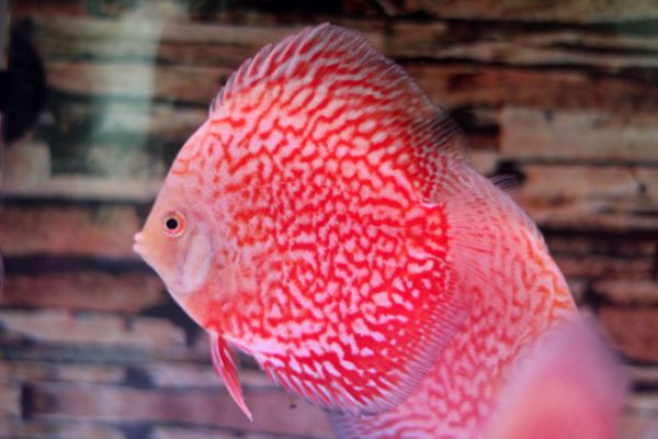 Discusvissen – Aqua ferrytale