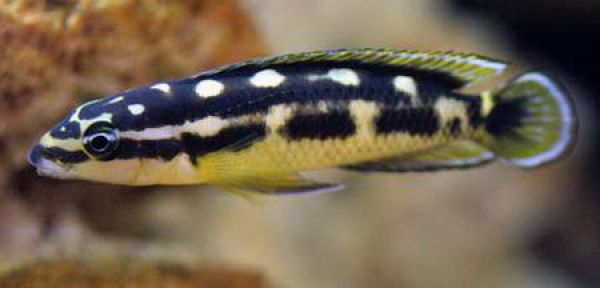 Cichliden Tanganyika – Aqua ferrytale