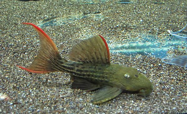 L-nummers / Algeneters - Aqua ferrytale