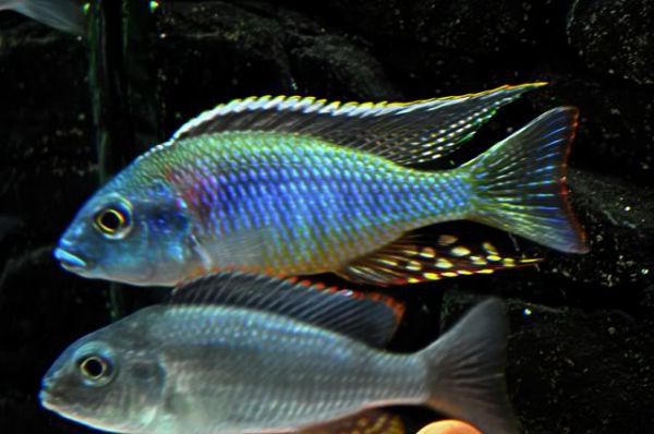 Cichliden Malawi – Aqua ferrytale