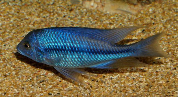 Cichliden Malawi – Aqua ferrytale