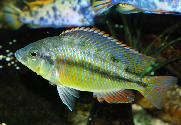 Cichliden Malawi – Aqua ferrytale