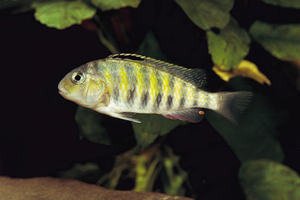 Cichliden Tanganyika – Aqua ferrytale